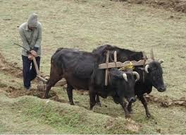 El CONTENDOR POR LA FE: MI YUGO ES FÁCIL, Y LIGERA MI CARGA