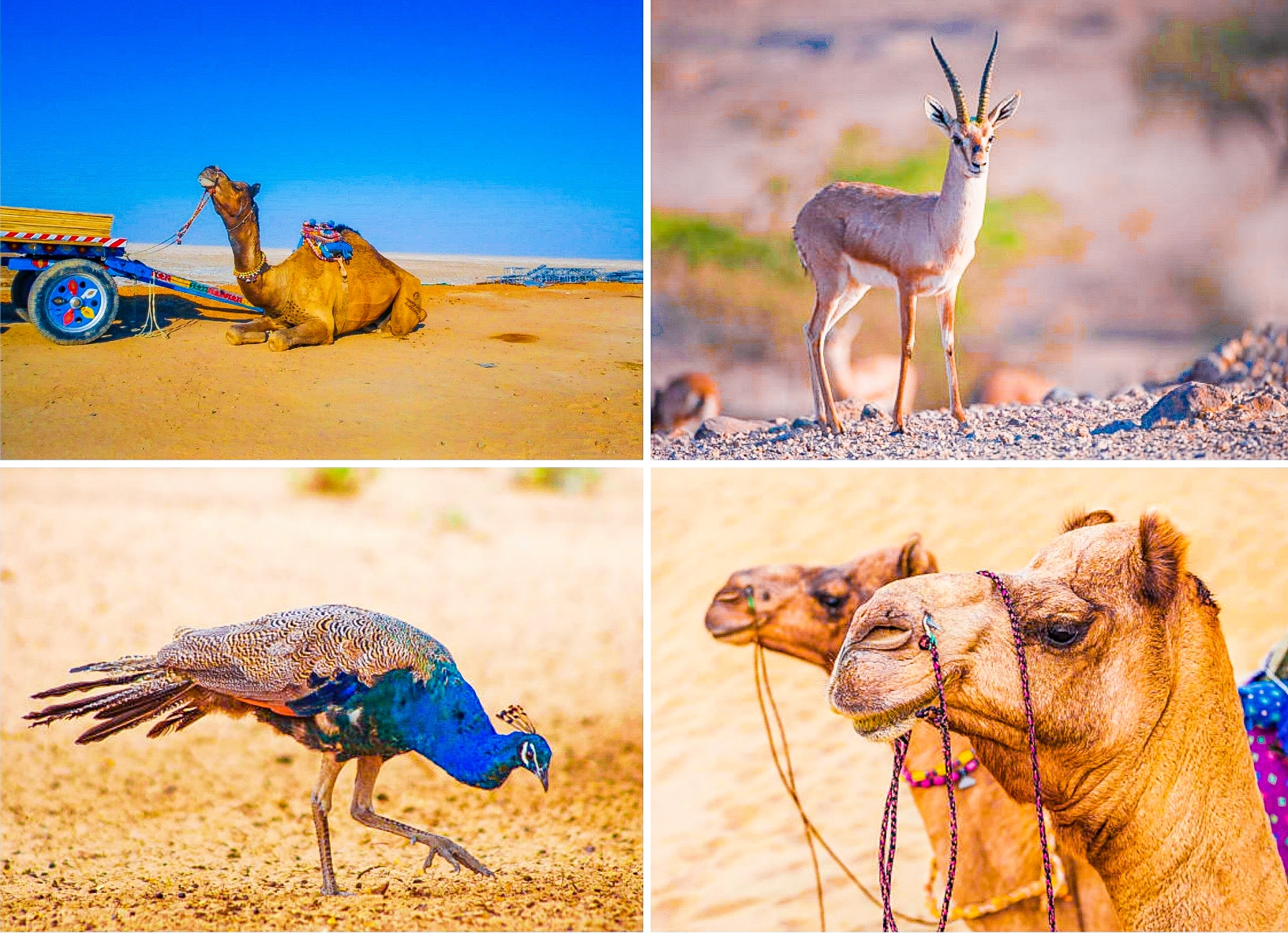 Thar Desert Rajasthan 2021 Travel Blog Hindi, Thar Desert Facts