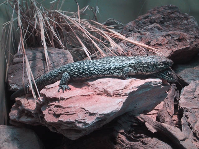 Kadal-Kadal yang Unik ~ The beauty of the World