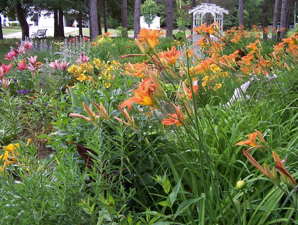 Perennial Passion: Ditch Lilies