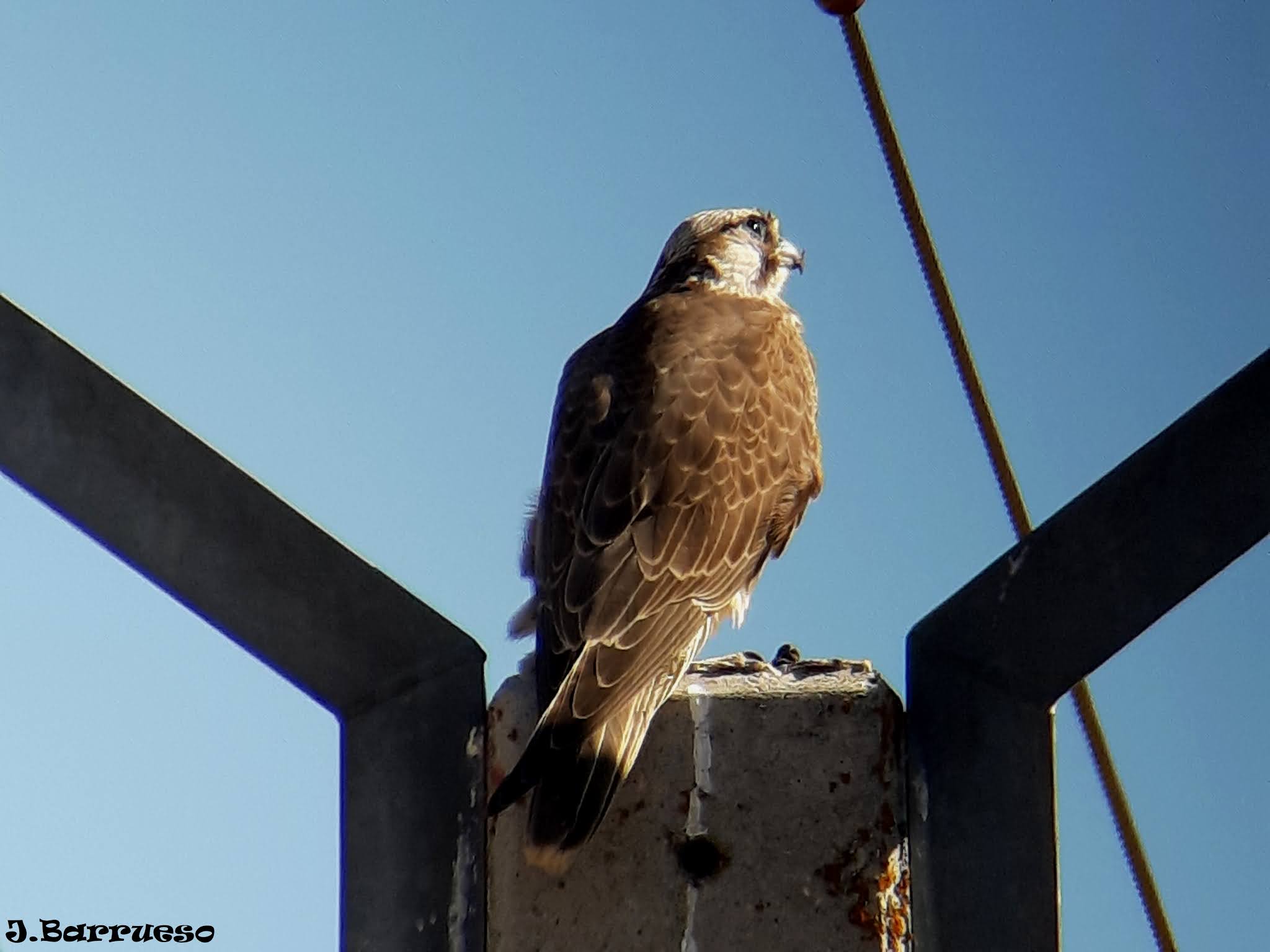 De paseo por la naturaleza: Halcón borní juvenil en Villafáfila.