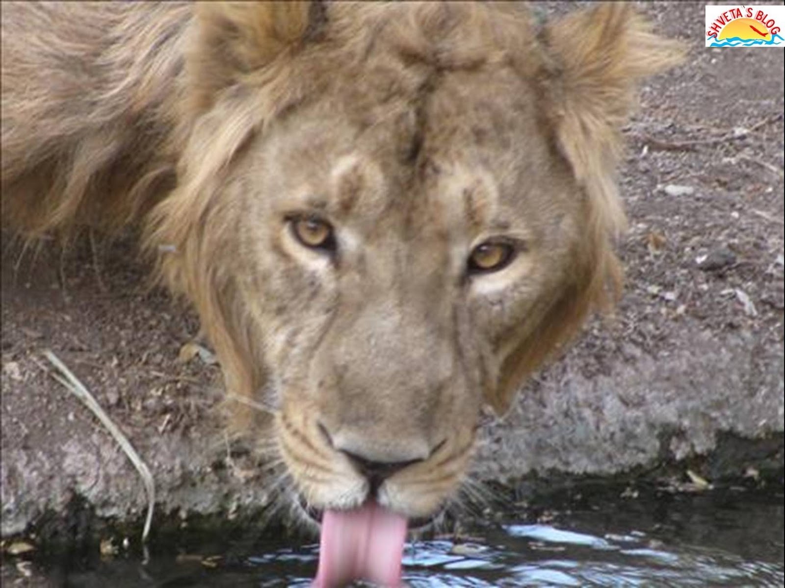 MIRACLE: TOURISM IN INDIA: HYDERABAD, NEHRU ZOOLOGICAL PARK