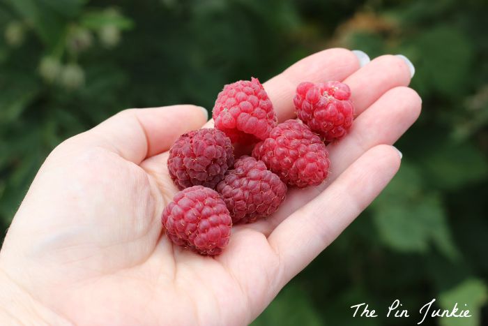 Picking Raspberries