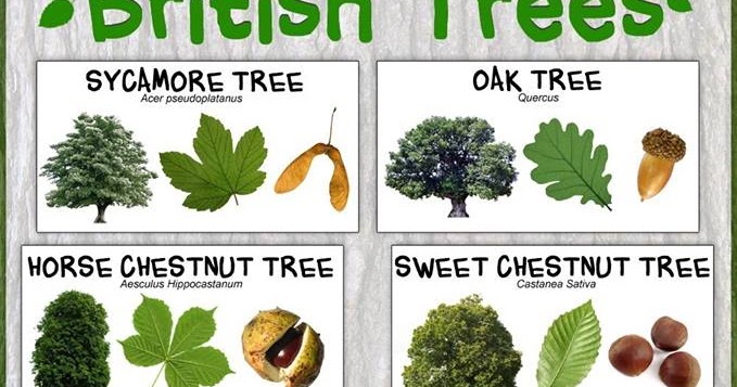 Tree Identification tree-identification