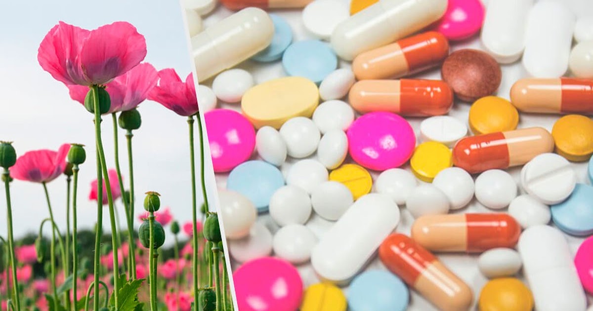 OPIOIDES, ANALGESIA Y CONTROL DEL DOLOR