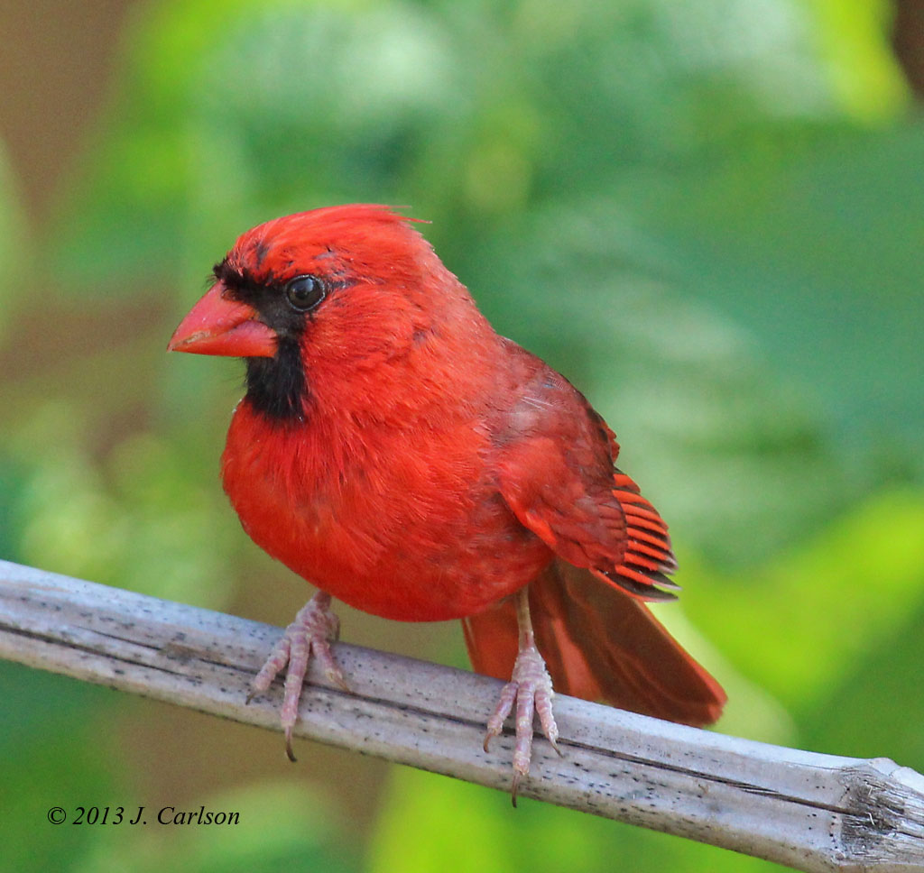 Nature-in-verse: Bald Male Northern Cardinal