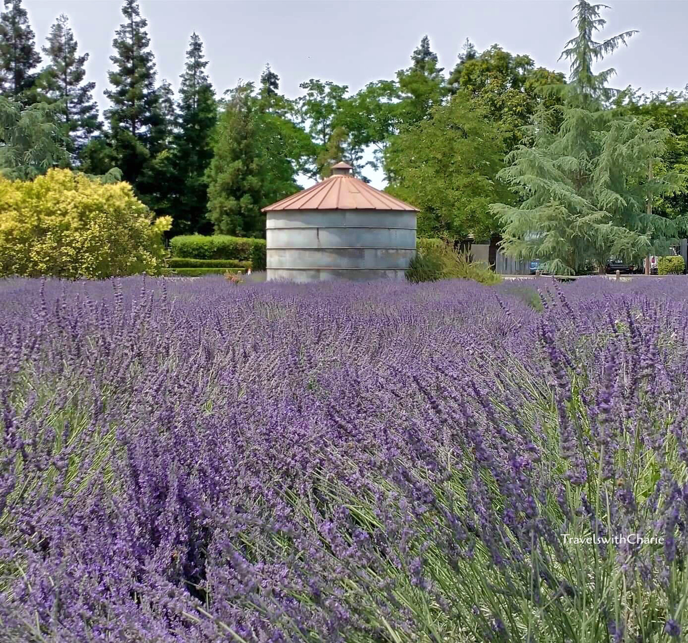 Lavender Fields Forever