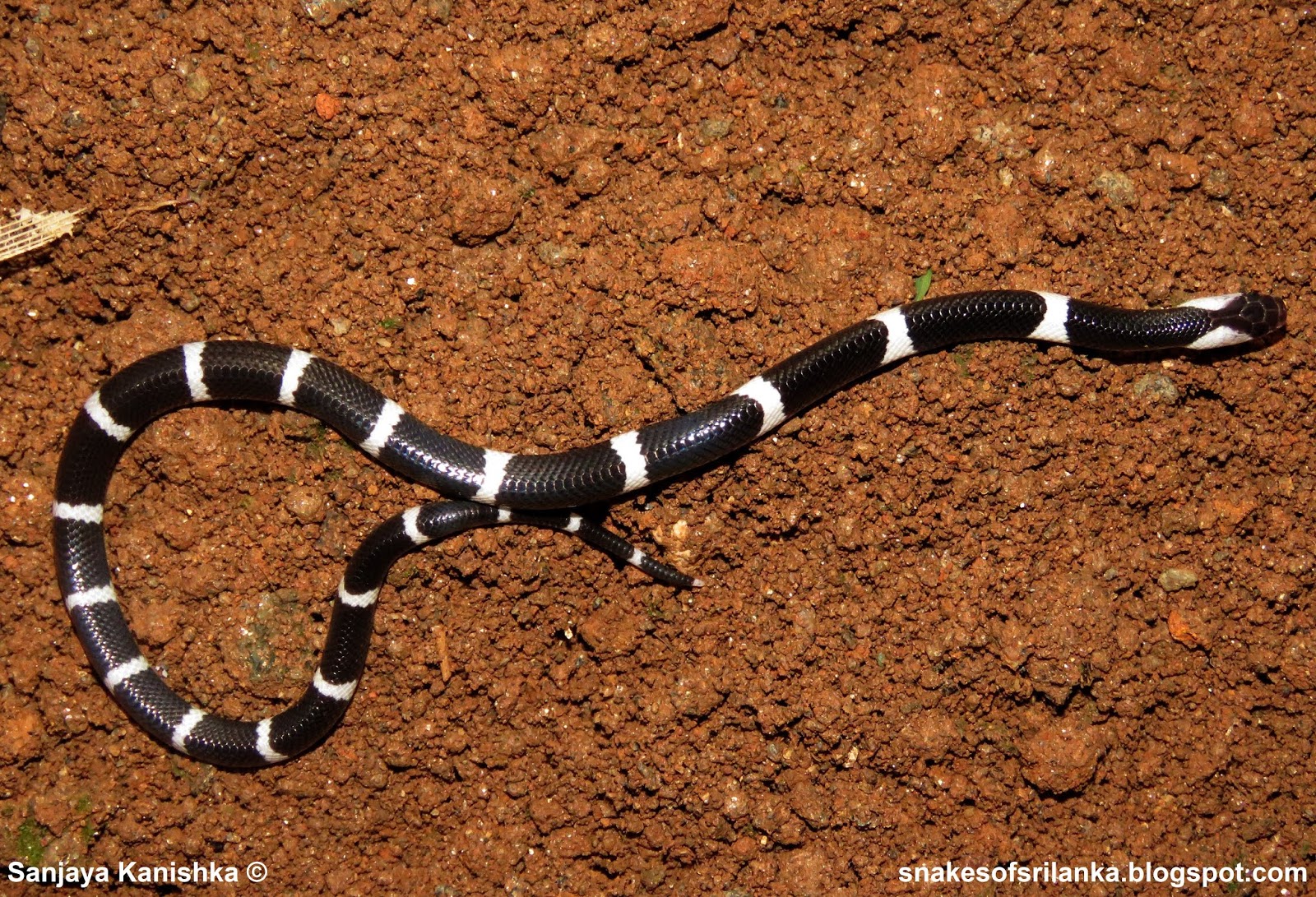 Sri Lankan Krait/මුදු කරවැලා (Bungarus ceylonicus-Günther, 1858)