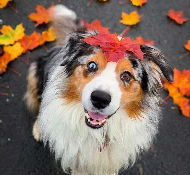 Dogs in Autumn - Autumn Pet Care Recommendations