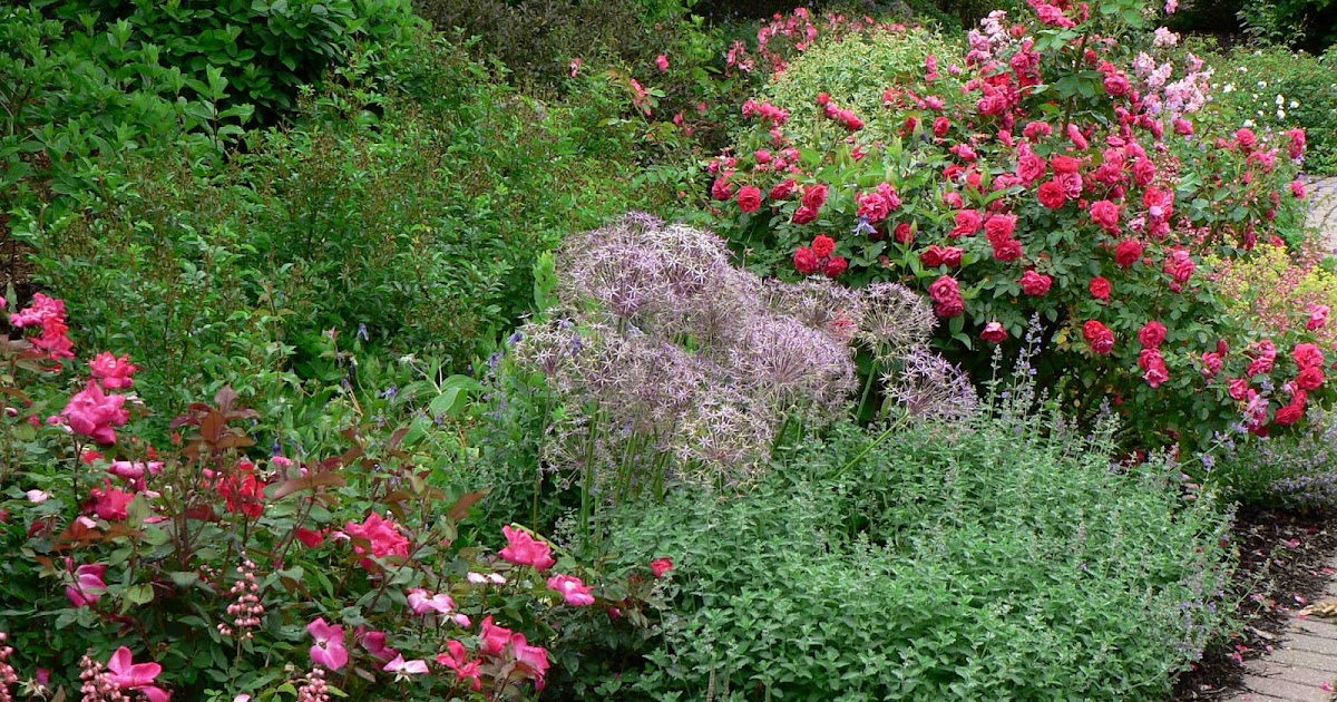 Visit My Garden: Explorer Roses at Olbrich