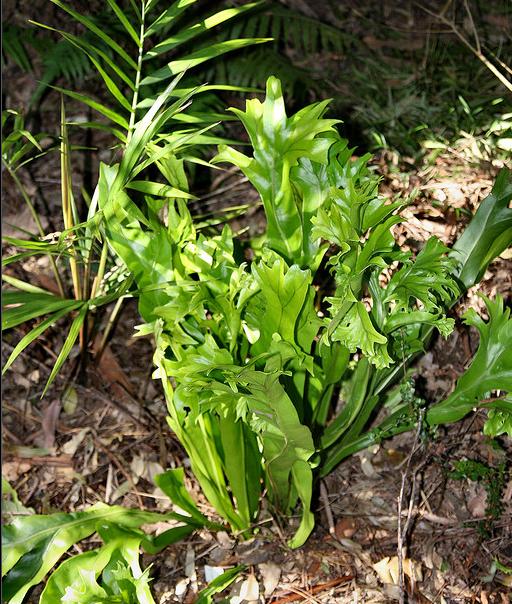 PlantWerkz: Fishtail Fern - Microsorum Punctatum Grandiceps