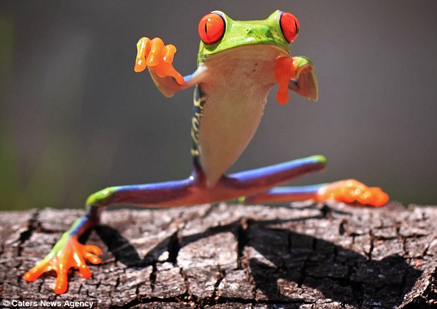Kung fu frog (2 pics) | Amazing Creatures