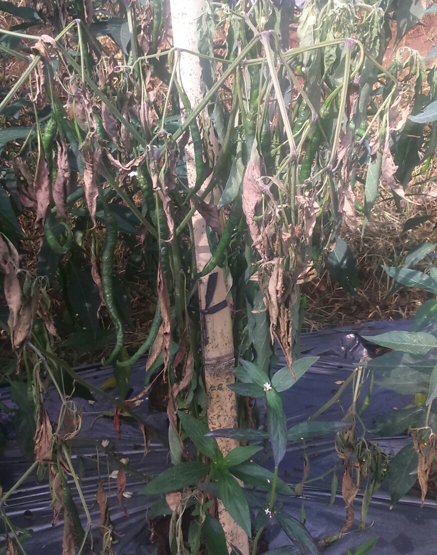 Sukses zona 9 : Cara mengatasi layu fusarium pada tanaman cabe