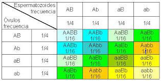 Actuaciencia: Fenotipo y genotipo