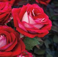 NJ GARDEN BLOG: ‘Grateful Heart’ rose helps fight heart disease