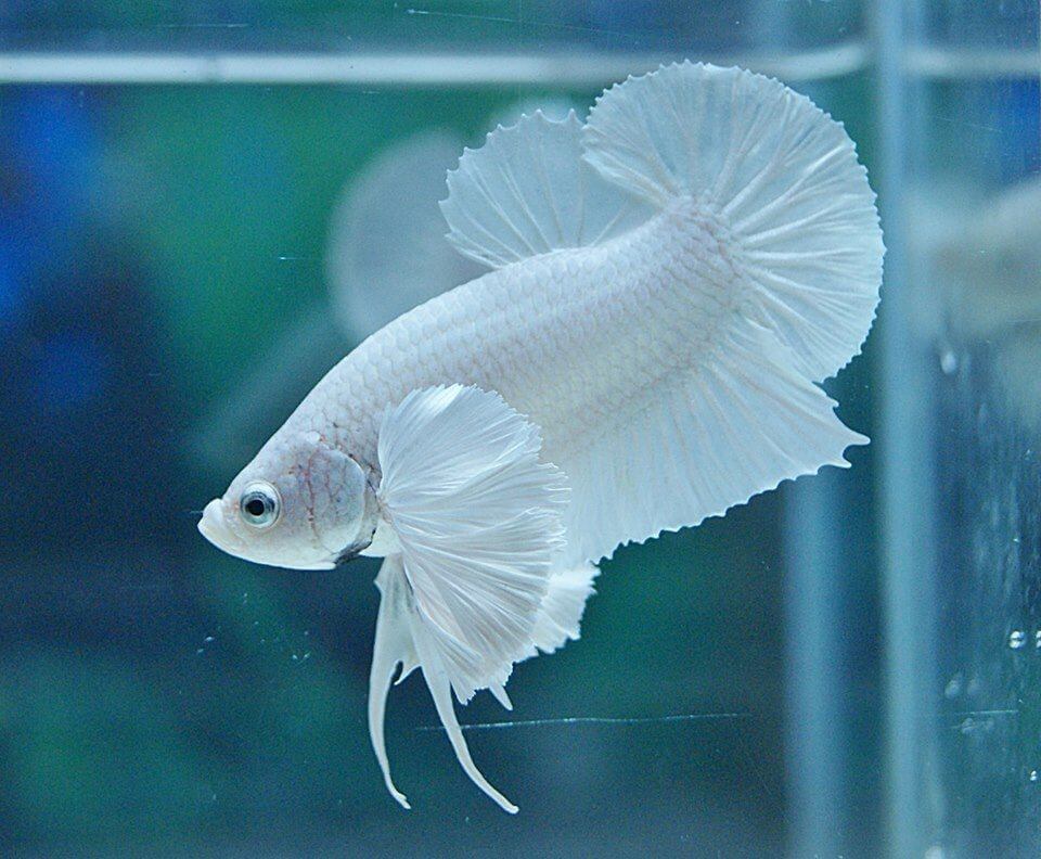 Blog Guru Jaringan Kimia: 55 Jenis Ikan Cupang Lengkap Beserta Gambar