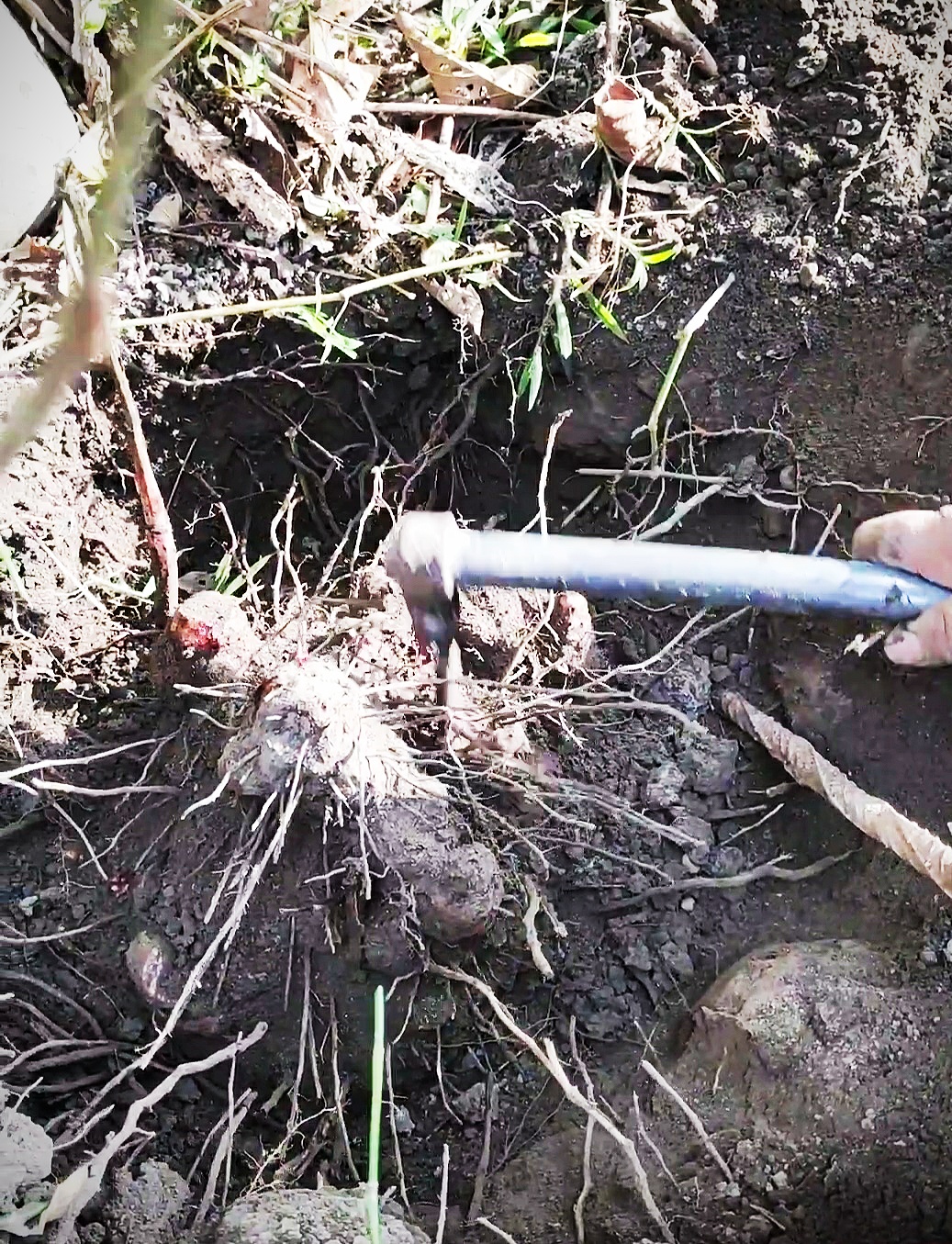 Tedu, All about Tedu roots vegetable & harvesting