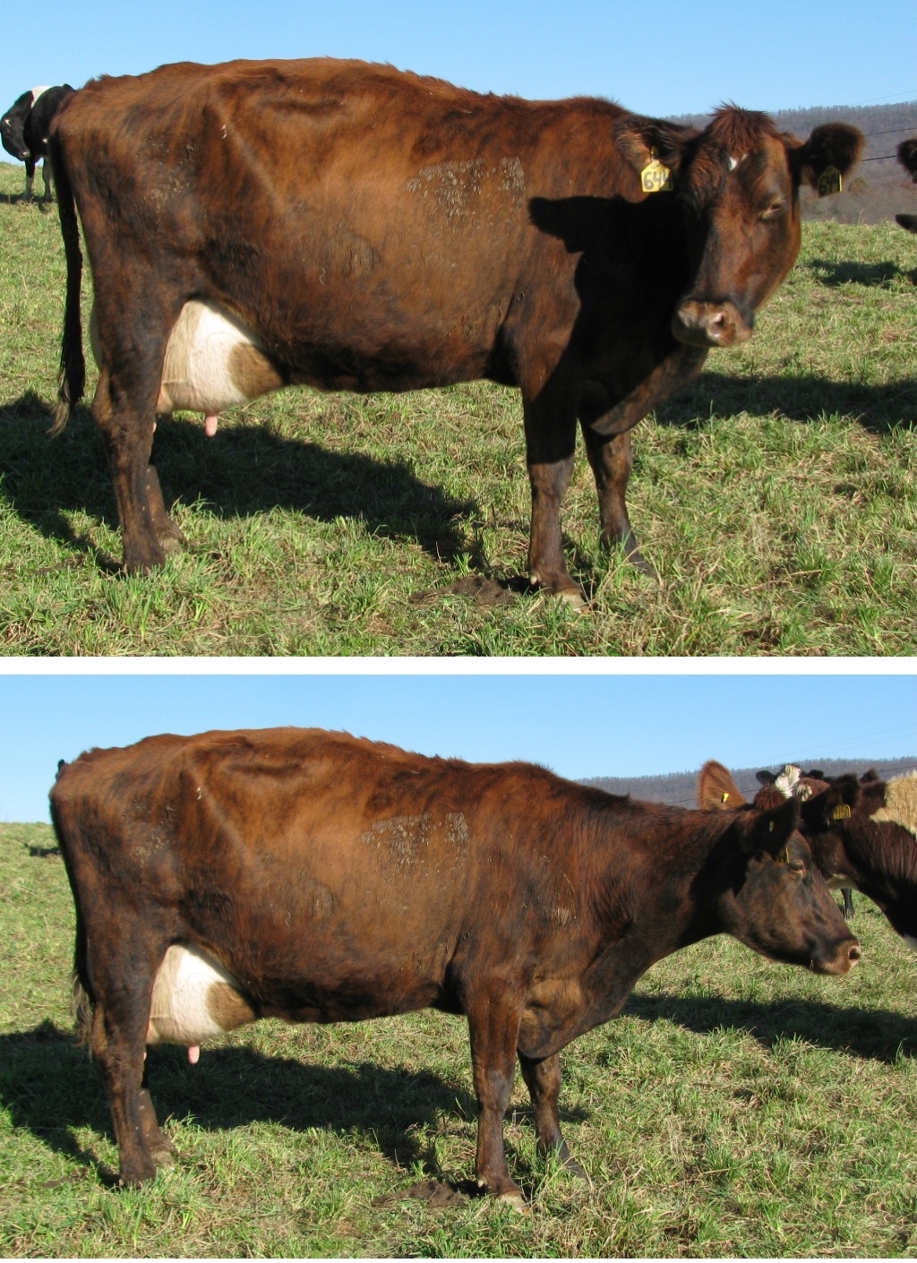 Amazing Grace Dairy: November 2012 Cows for Sale - SOLD (for the most part)