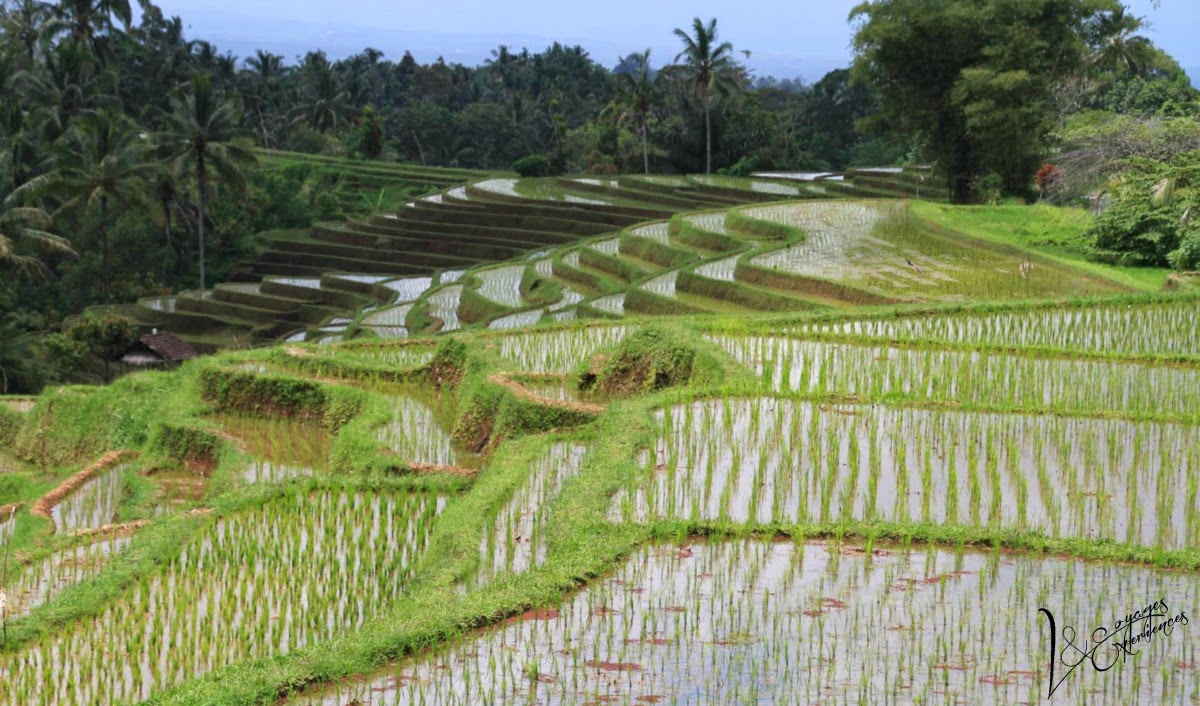 Voyages et Expériences : Bali: de Pemuteran à Sanur VIA PUPUAN, Sublime!