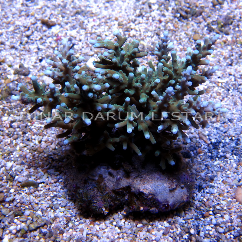 PT. DINAR DARUM LESTARI: Acropora spp