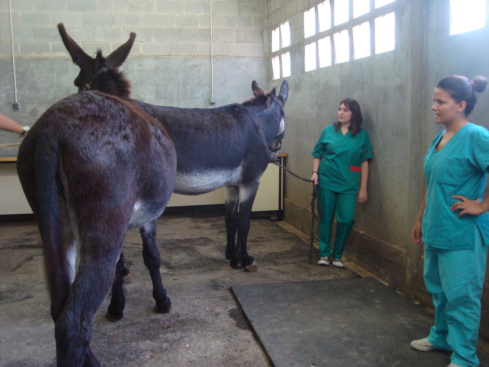 CATALONIAN DONKEYS' REPRODUCTION AT AUTONOMOUS UNIVERSITY OF BARCELONA ...