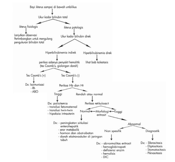 LuNaR: Ikterus Neonatorum (Bayi Kuning)