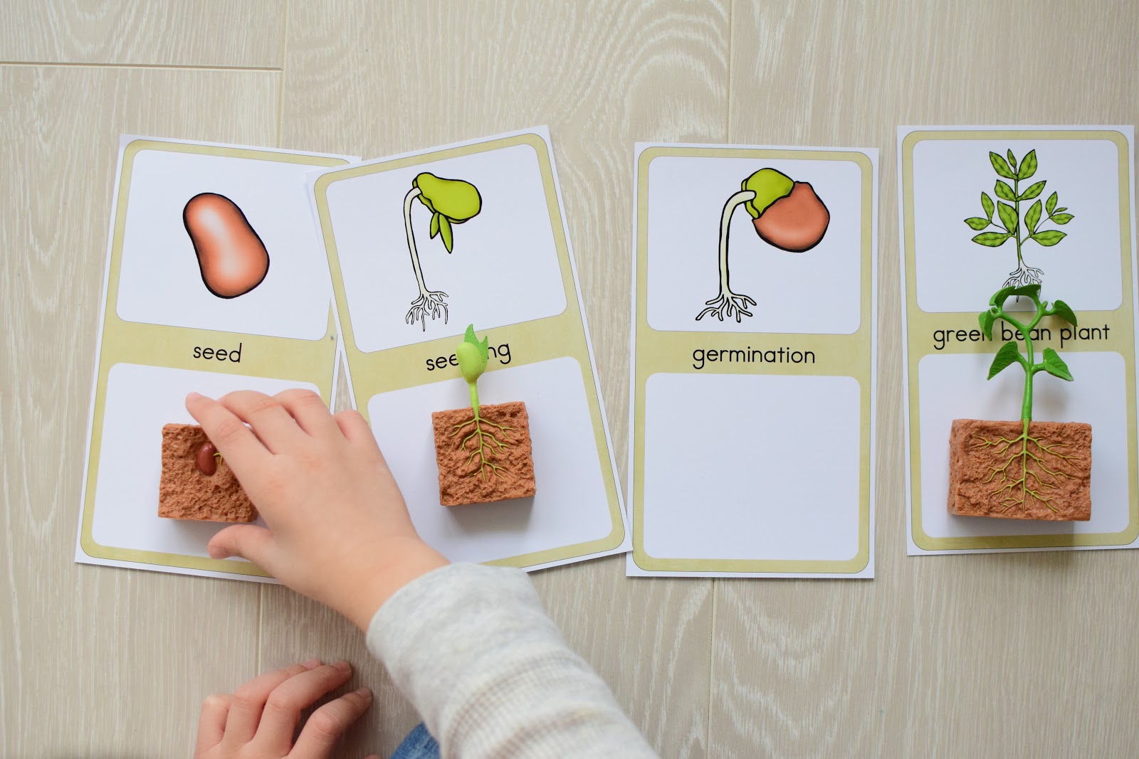 Introducing Life Cycles to Younger Kids | The Pinay Homeschooler