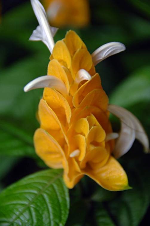 Keindahan dan Keunggulan Sekuntum Bunga