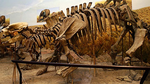 Noticias de Paleontologia: Lestodon, el gran perezoso de la región ...