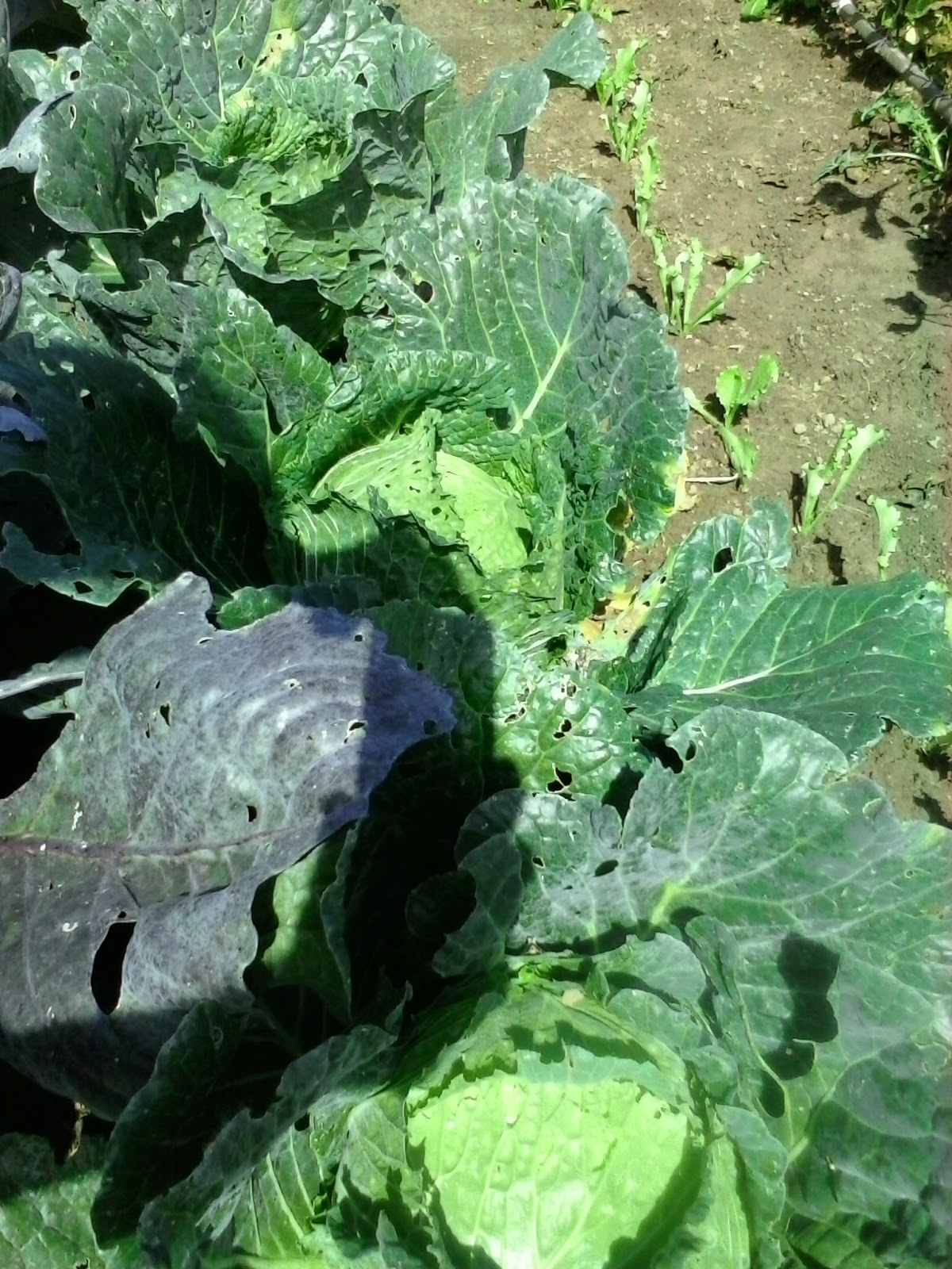 El huerto todo el año: REPOLLO