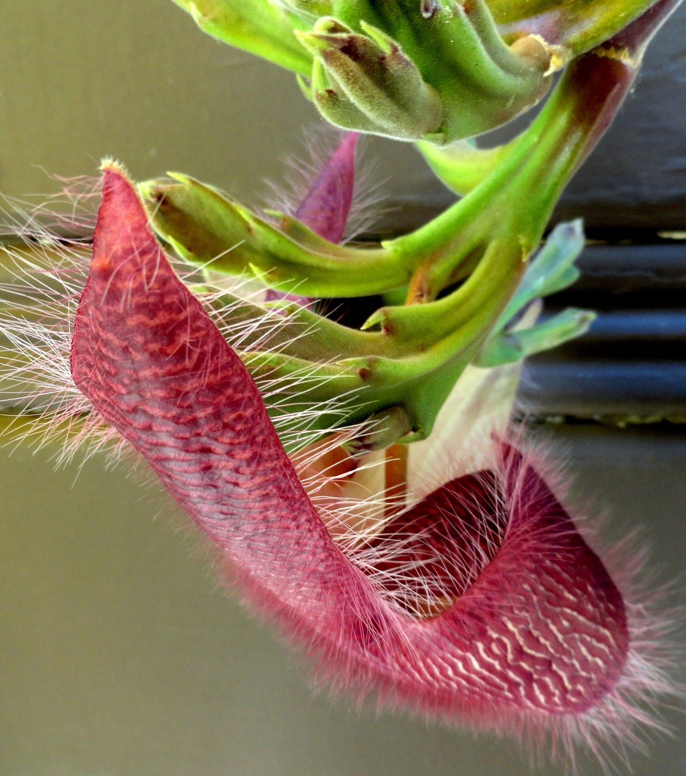 danger garden: Stinky, but fascinating...
