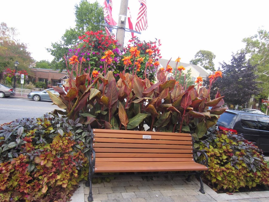 Canna índica o capacho, achira, lengua de dragón... | Plantas