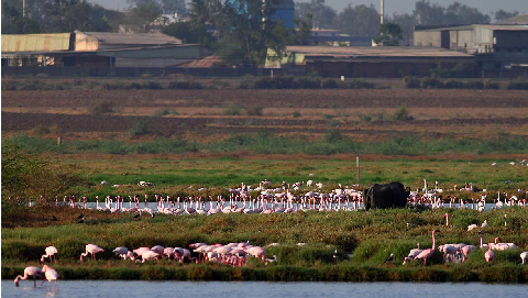 'Unsustainable' development: Gujarat's Flamingo City is grievously ...