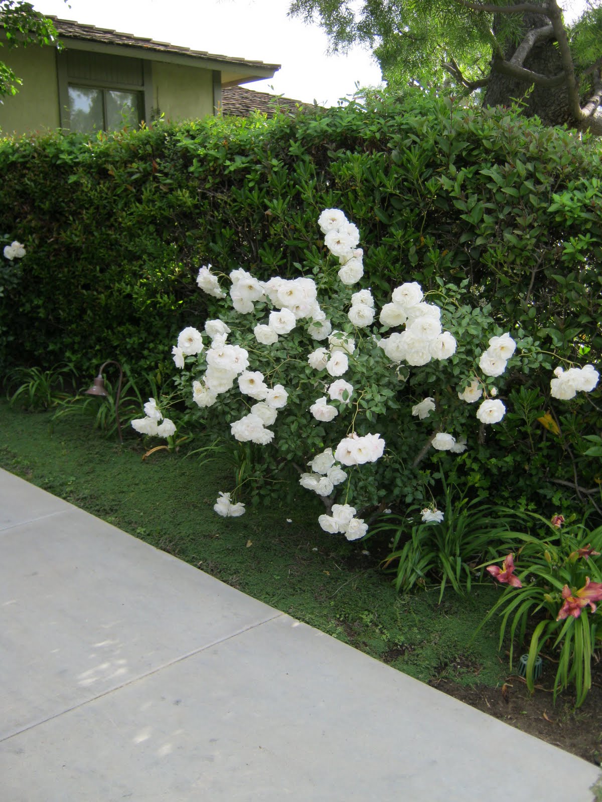 What Grows in Fullerton?: Rosa 