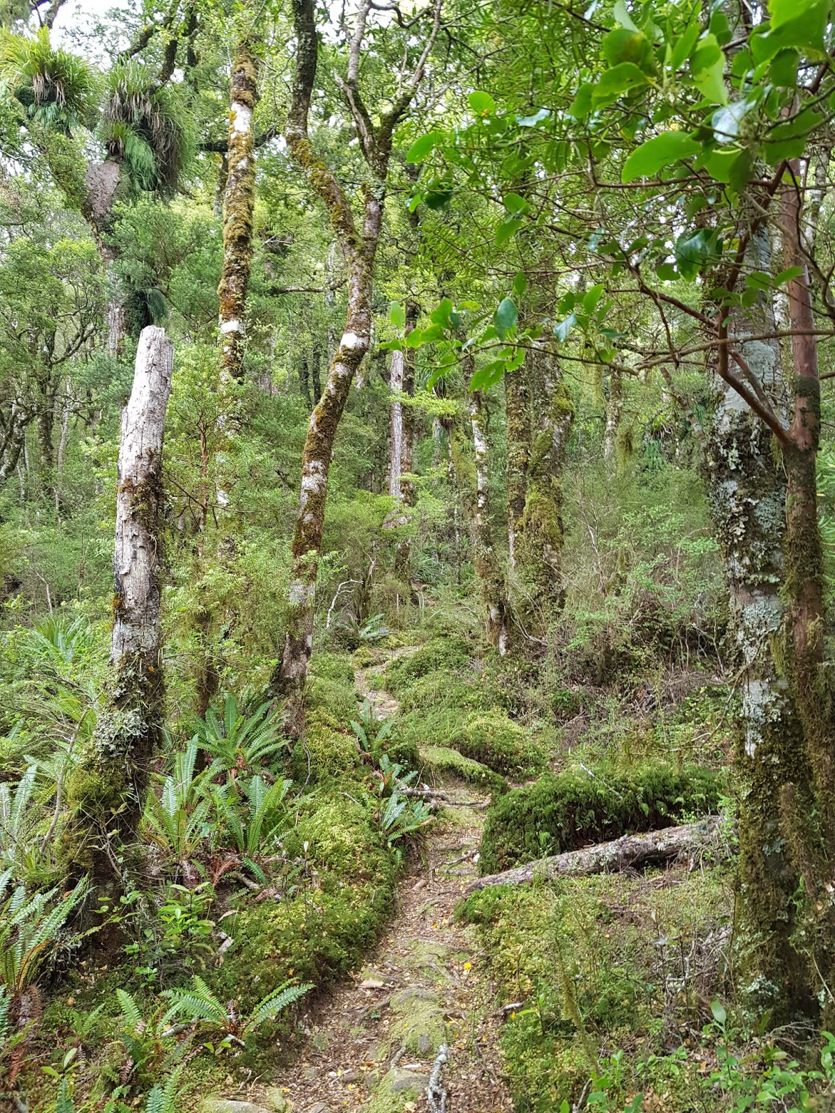Tramping the Tararuas: Blue Range Hut