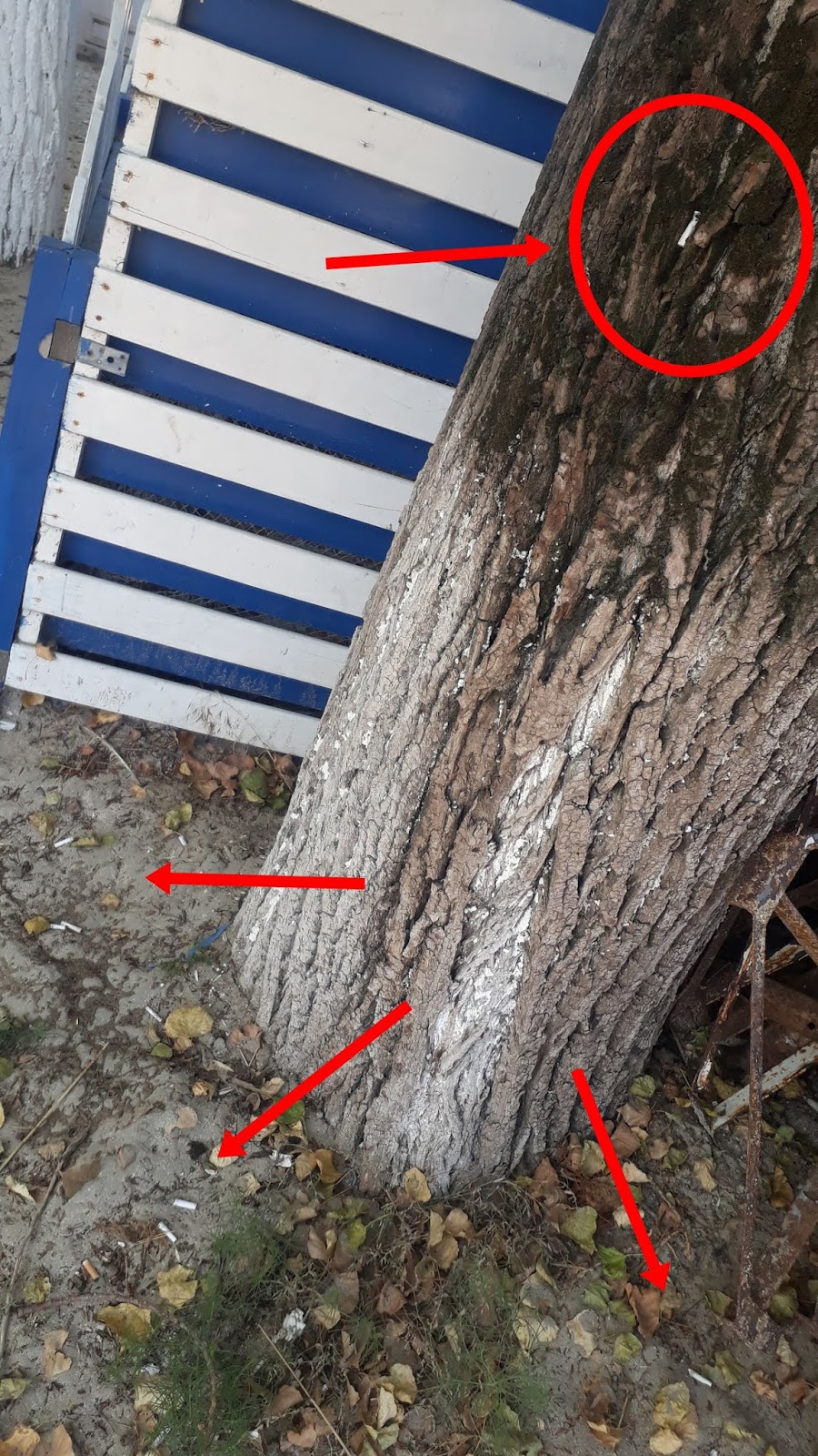 Loc de fumat... pe litoralul românesc - DETALII DEPIXELATE