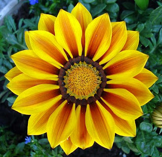 ART 13: Symmetry in Nature