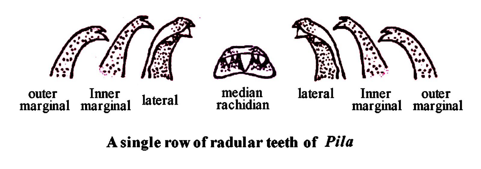 B. Sc. - II Animal Diversity- IV (Old) : Study of Pila -Dr. Vidhin ...