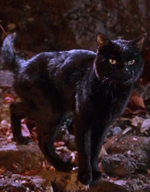 Favorite Hunks & Other Things: The 9 Lives of Thackery Binx