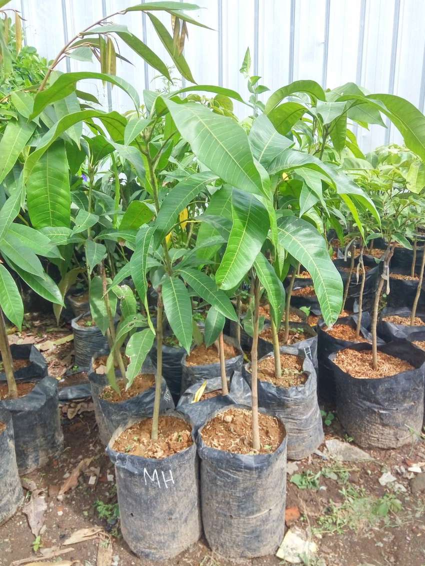Jual Bibit Mangga Mahatir Unggulan Jual Bibit Mangga Mahatir Unggulan