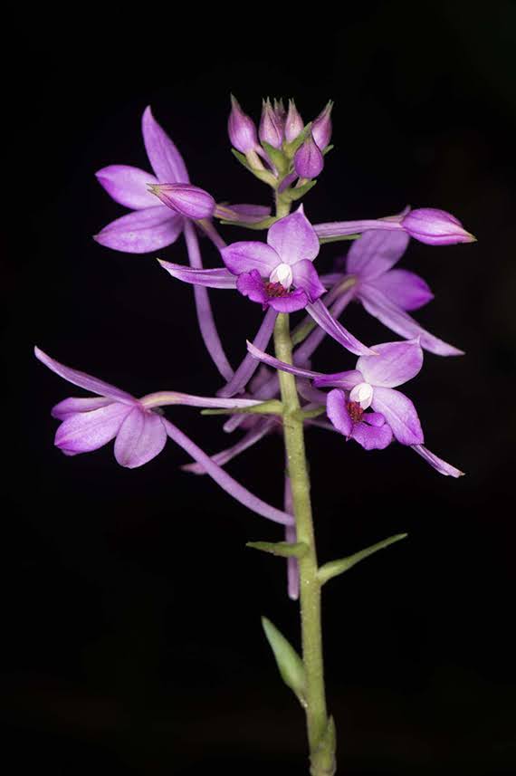 Calanthe masuca (D.Don) Lindl.