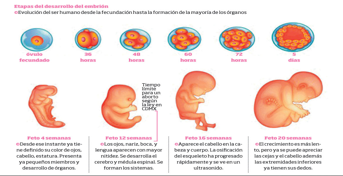 HISTO-EMBRIOLOGIA: ¿QUÉ ES EMBRIOLOGÍA?
