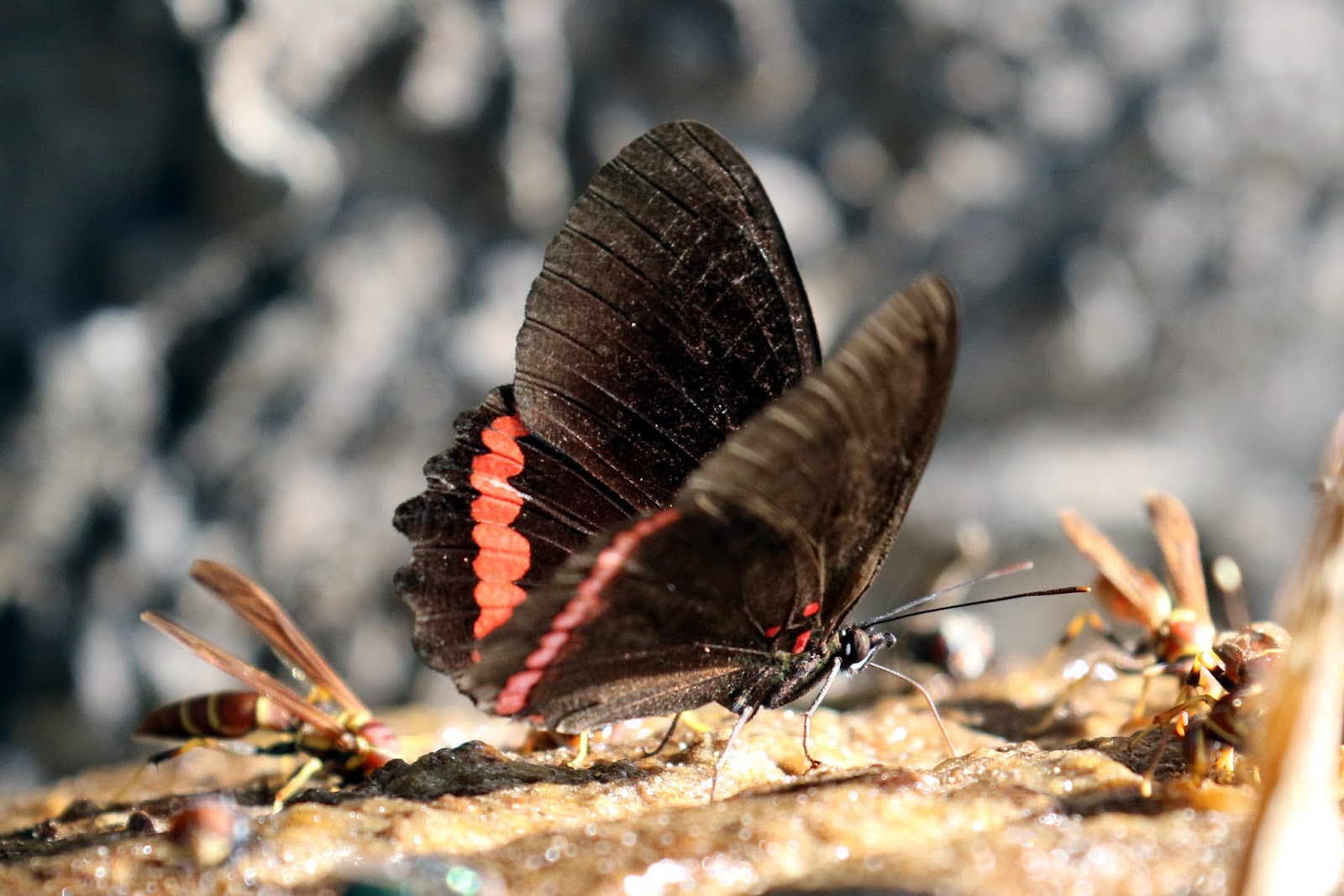 Rio Grande Valley Butterflies: Common Banner at National Butterfly ...