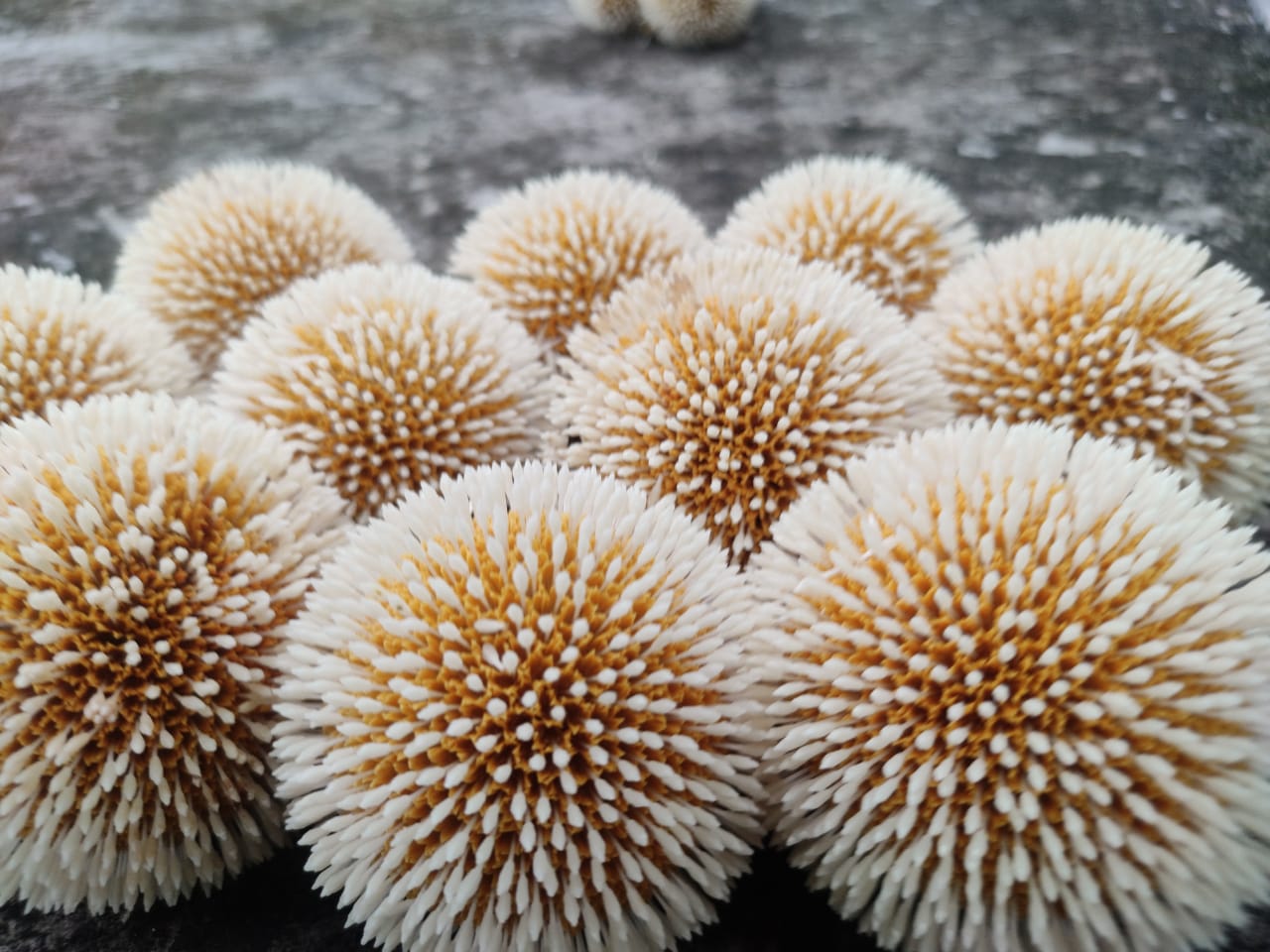Kadamba Flower (Neolamarckia cadamba)