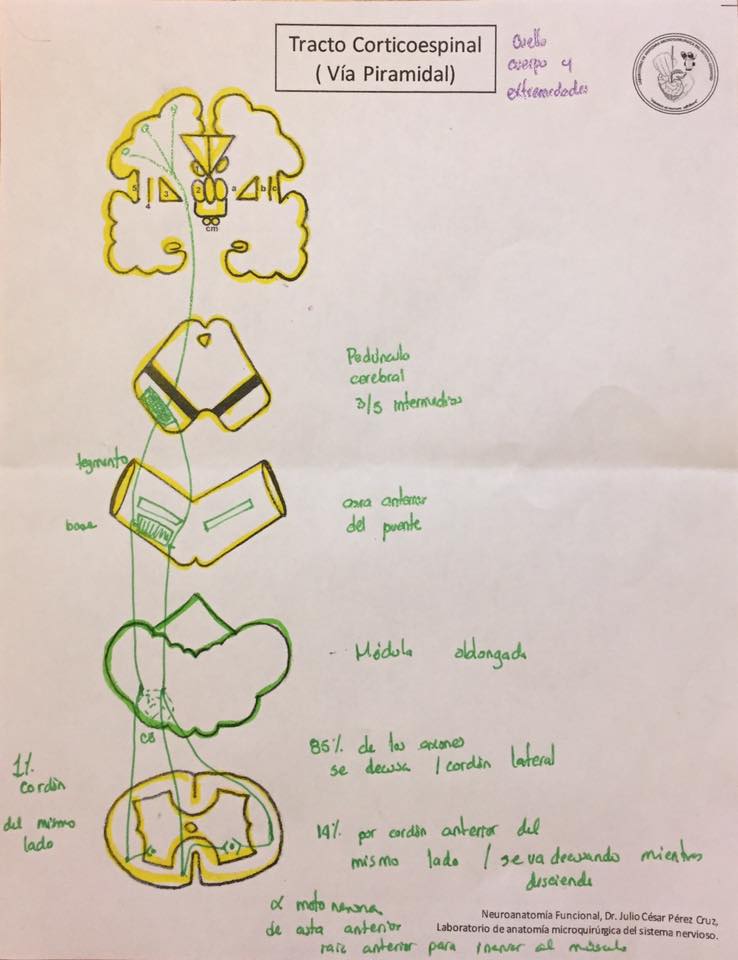 tracto corticoespinal via piramidal