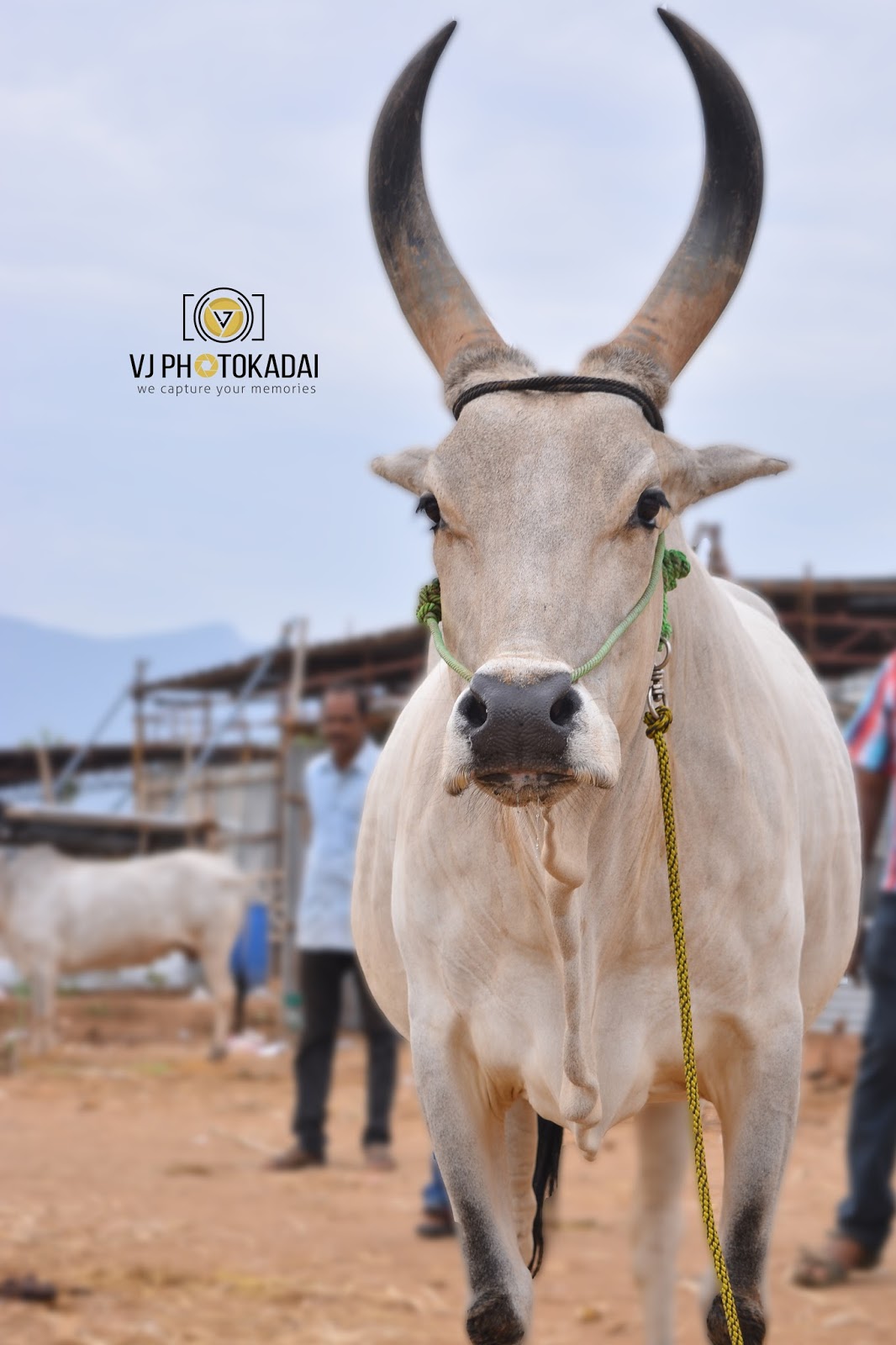 Vj Photo kadai: Tamil Nadu Cattle breeds (Naatu Maadu) an quick review.