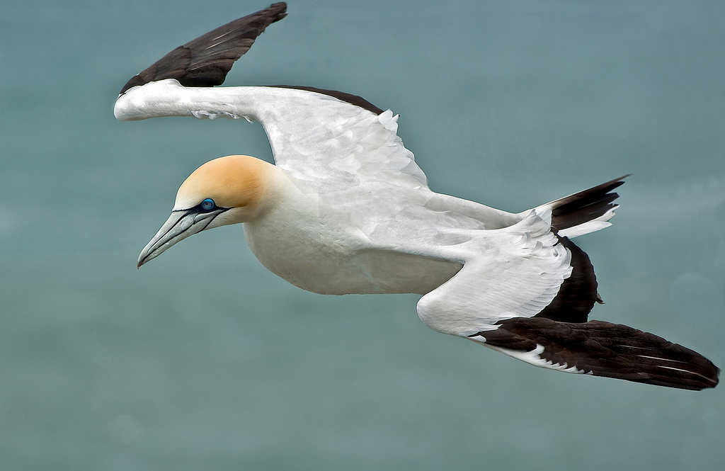School Of Digital Photography: Tips for Photographing Birds In Flight
