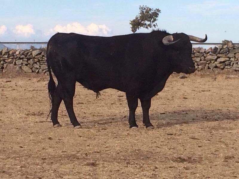 FIESTAS SEPTIEMBRE 2014 SAN AGUSTÍN DE GUADALIX (MADRID) ~ FECARTOROS