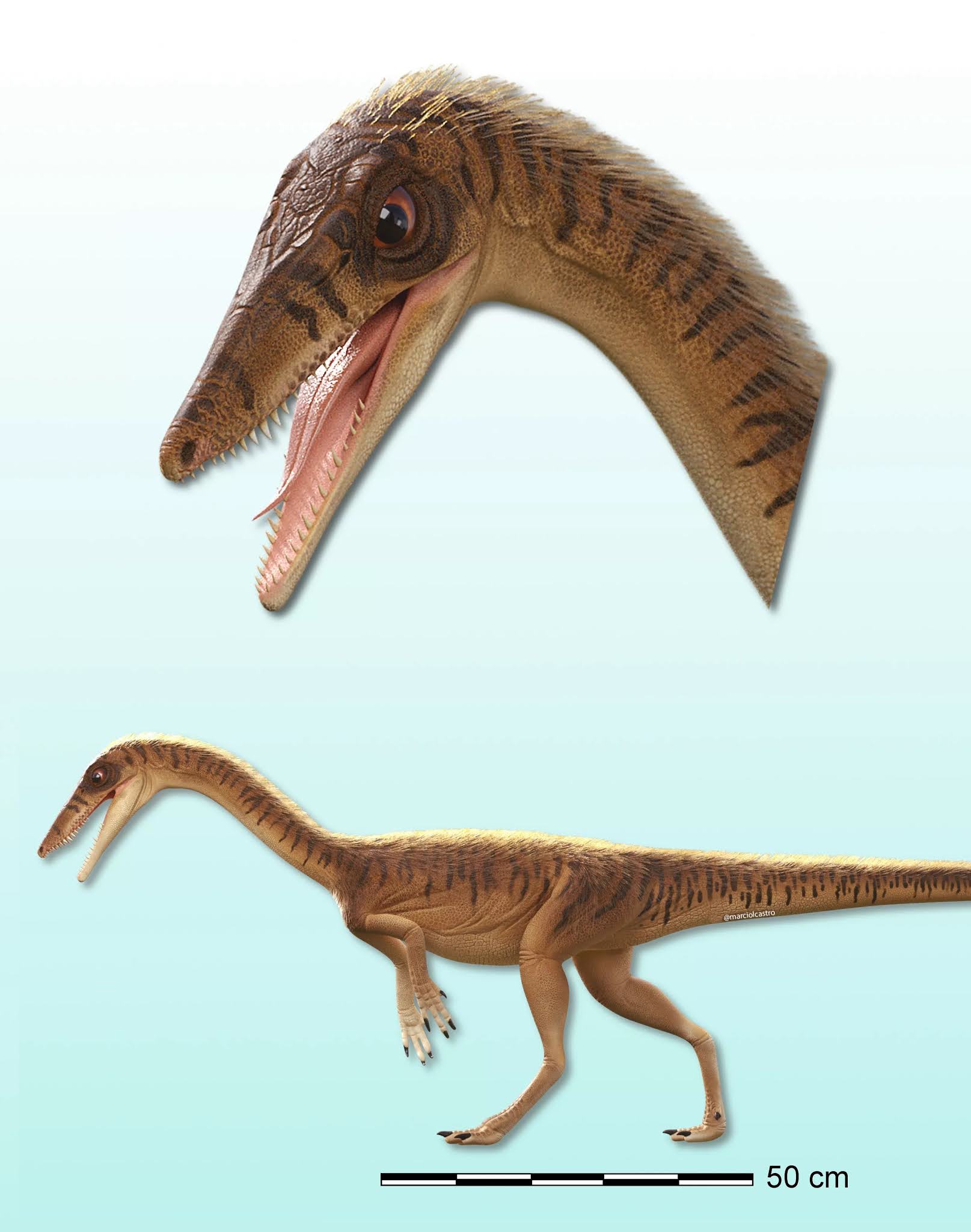 Species New to Science: [Paleontology • 2020] Erythrovenator jacuiensis ...