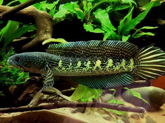 Channa Fish@Snakehead, Ada Yang Harga Sultan, Spesies Mana Pilihan Anda?